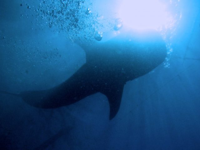 The Filipino guide to moma - Borderless Travels